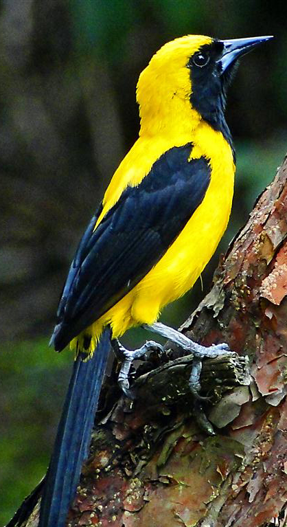 Aves en El Salvador: CHILTOTAS