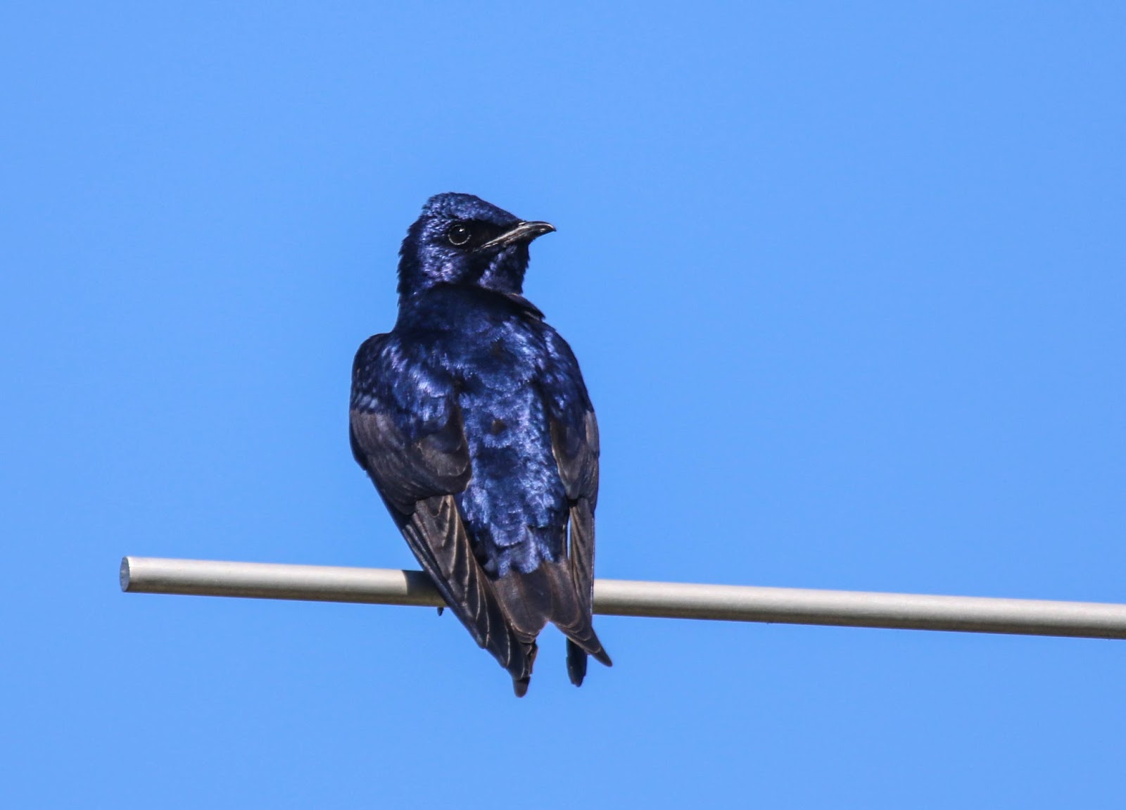 Gale's Photo and Birding Blog: Purple Martin