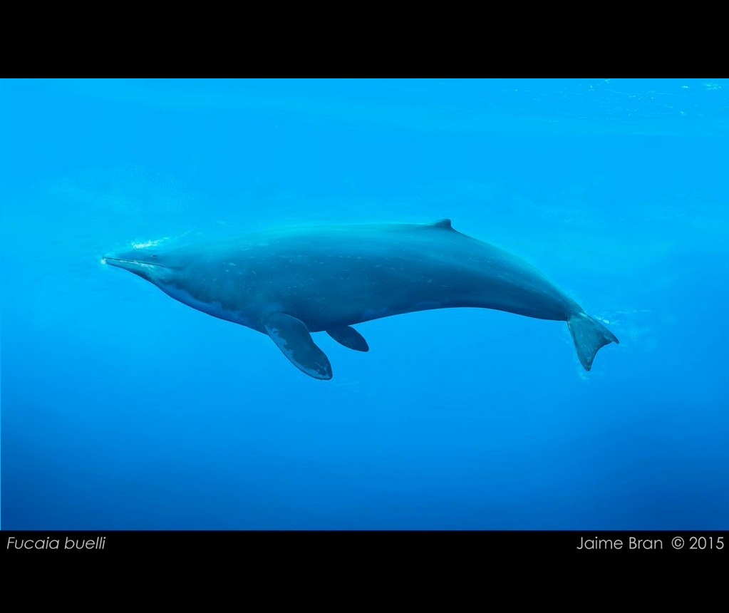 Species New to Science: [PaleoMammalogy • 2015] Fucaia buelli • A New ...