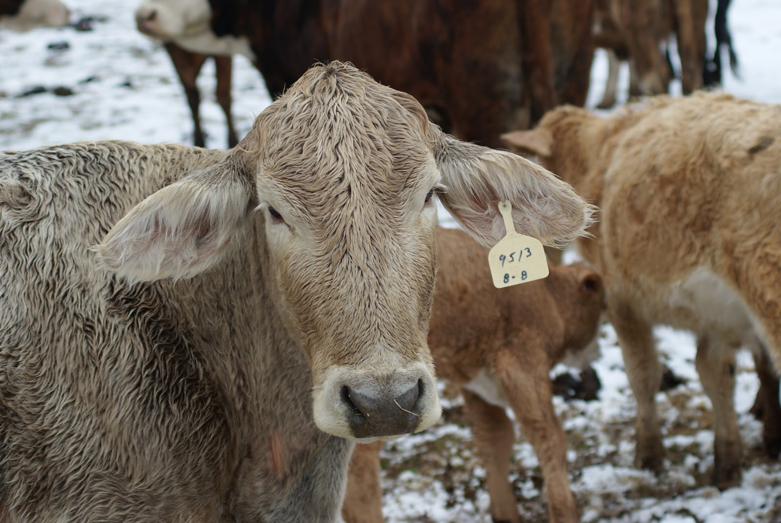 My Corner of the World: Curious Cows in the Snow