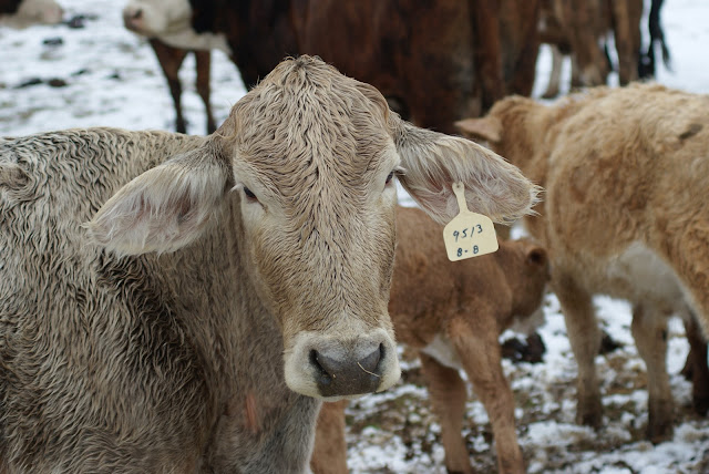 My Corner of the World: Curious Cows in the Snow