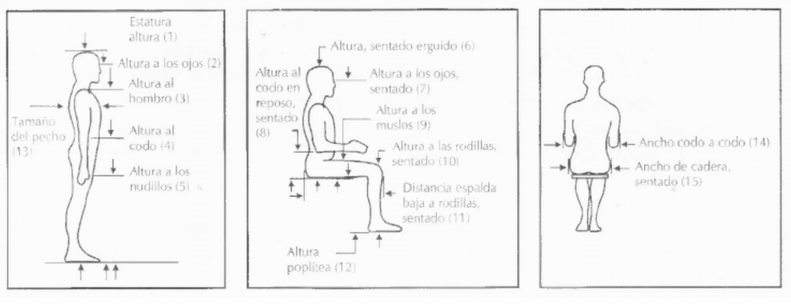 Medidas antropometricas