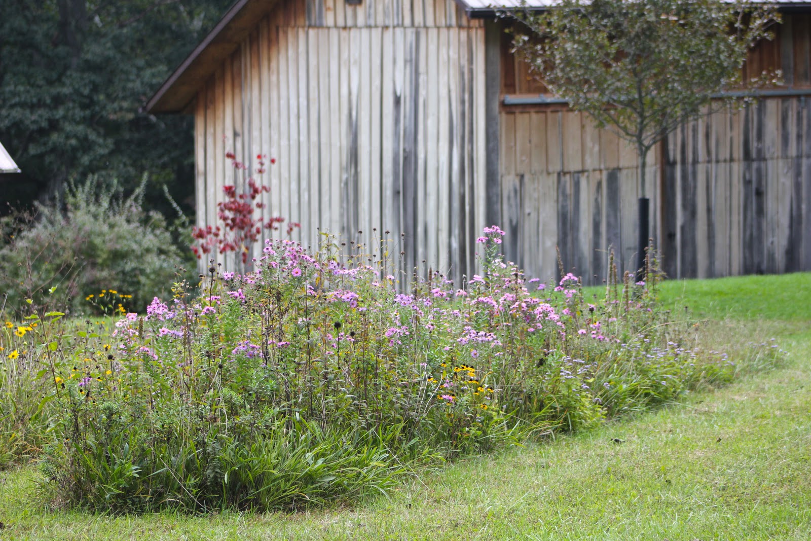 Beyond My Garden: Late Summer in the Wildflower Patch