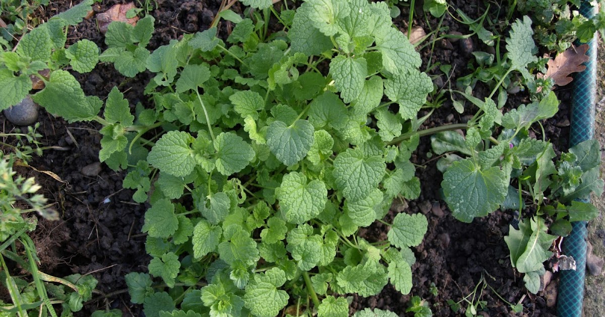 Raw Edible Plants: Ground ivy (Glechoma hederacea)
