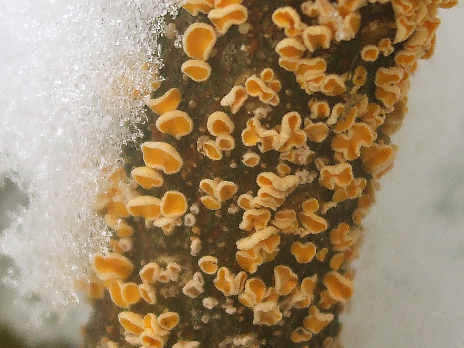 Calderdale Fungi - Halifax Scientific Society - Mycology Section: Fir ...