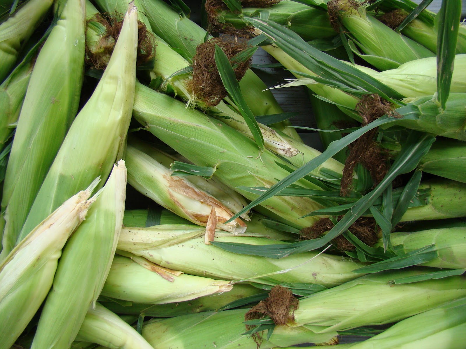 Gap Mountain Garden: Corn Cobbin'