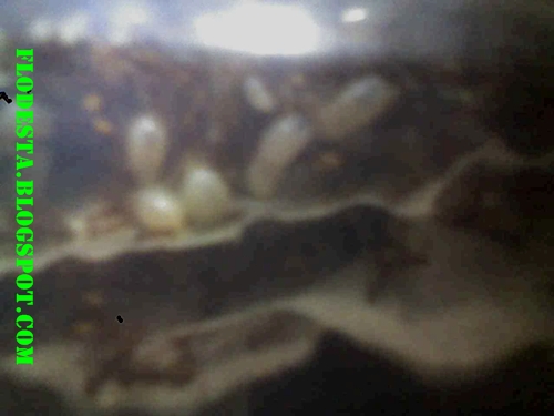 BUDIDAYA SEMUT RANGRANG: BUDIDAYA SEMUT RANGRANG PEMALANG JAWA TENGAH