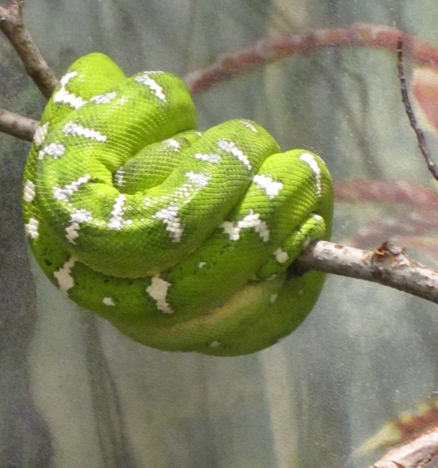 Biology of the Reptilia: Laboratory 7: Reptiles of the World, Michele ...