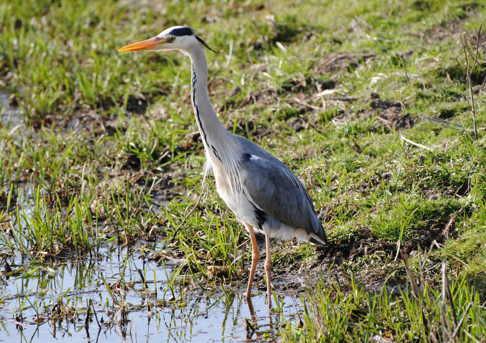 Waarneming van de dag!: Blauwe Reiger