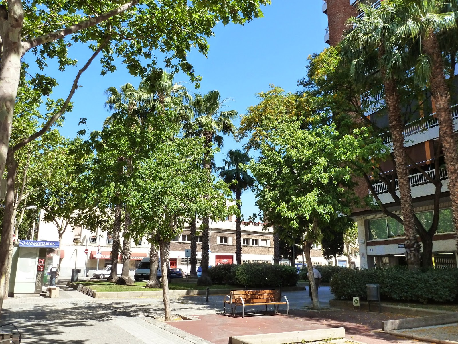 Árboles con alma: Negundo. Arce americano. Bordo. (Acer negundo)