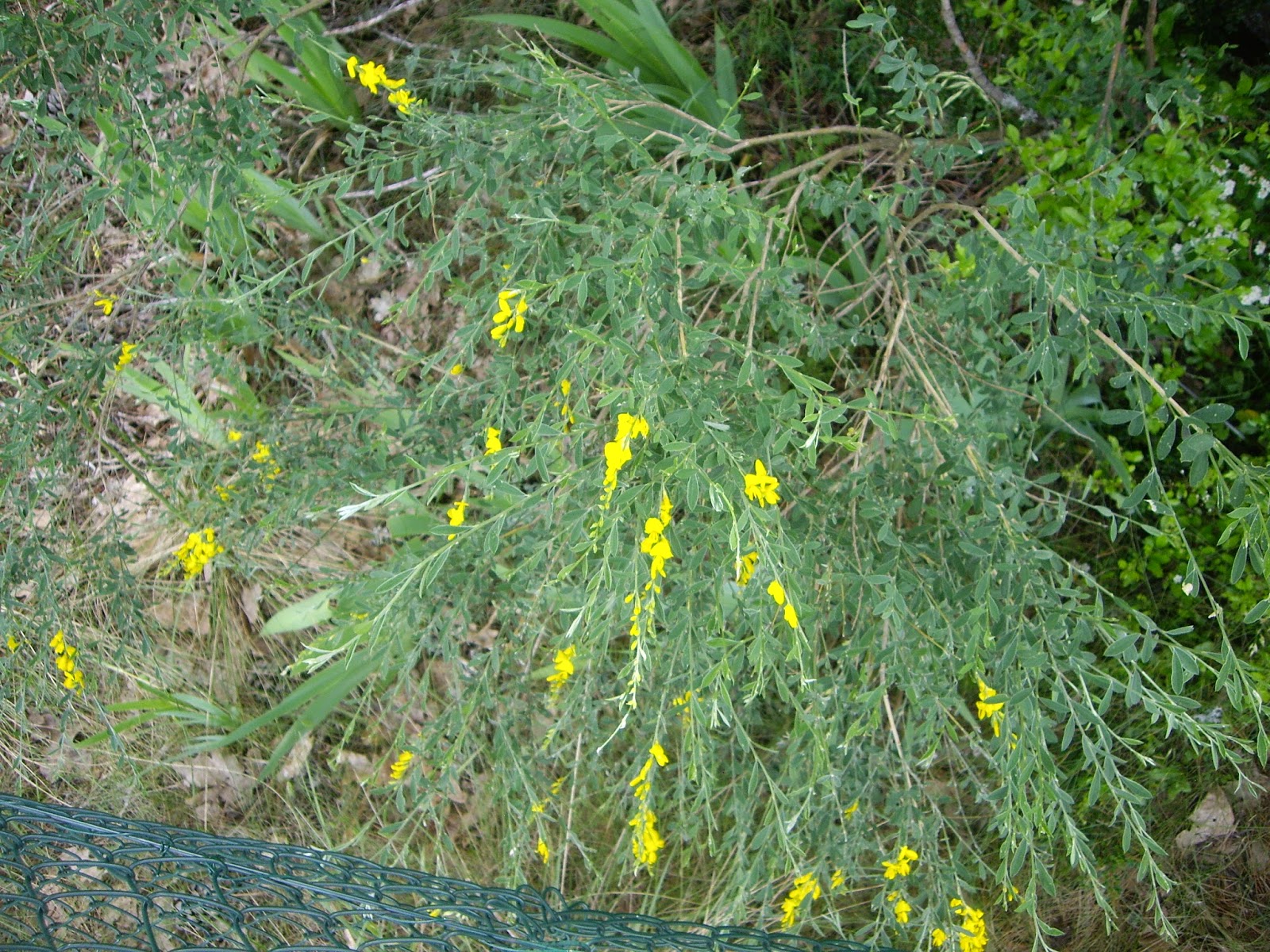 La Mar de VeRde: RUTA GRAVEOLENS O RUDA