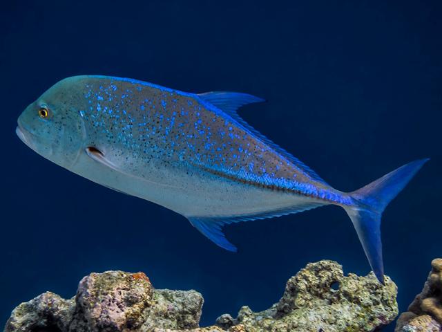Artes de Pesca: VAMOS A PESCAR COCINERO DE ALETA AZUL