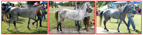 KUDA KELATE: Mengenali Jenis Warna Kuda