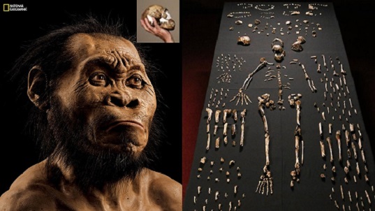 Homo naledi, una Nuova Specie del Genere Homo Ritrovata in Sud Africa ...