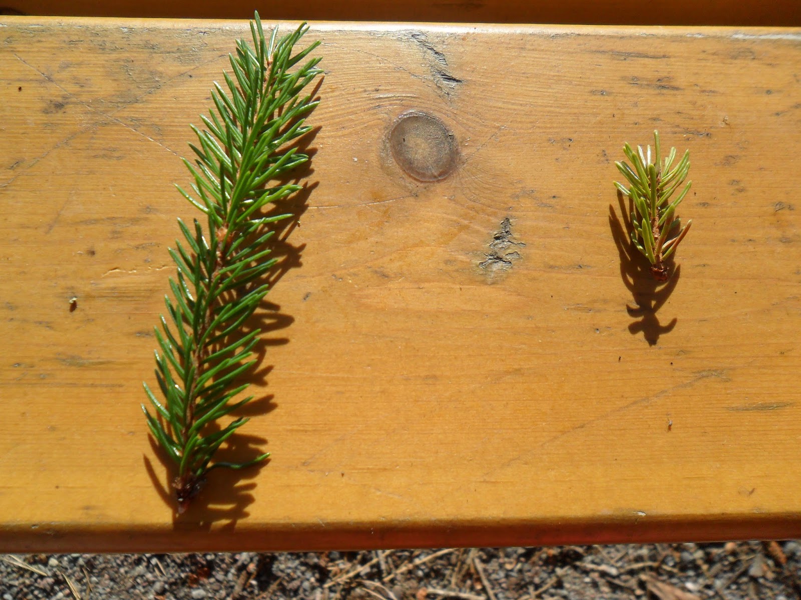 År 6 Blogg: NO Fältstudier