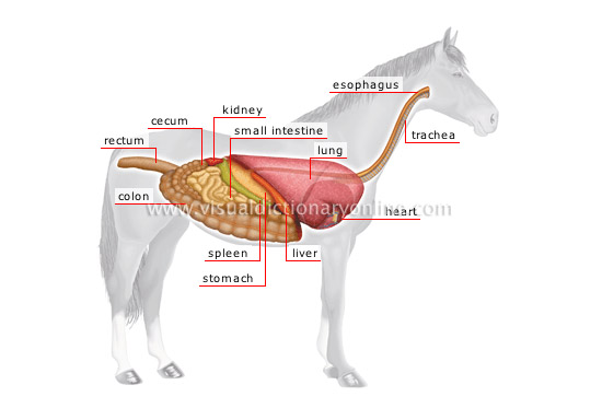 Organismal Biology - Chapter 14 - Animal Digestion