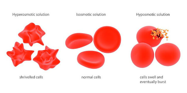 What IS RBC ( Red Blood Cell ) rbc normal range
