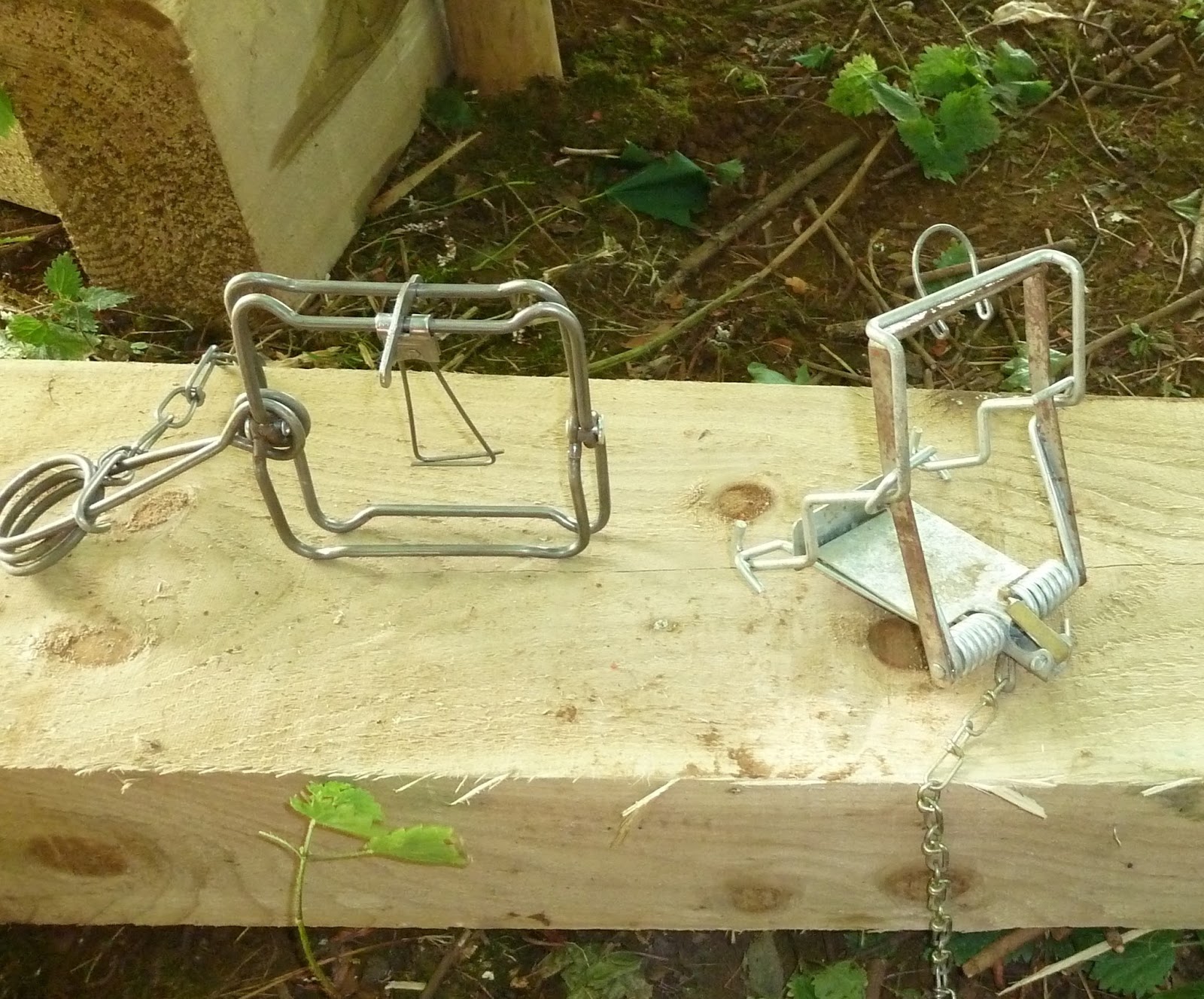 Bushcraft Education : Bushcraft and the Law; Trapping Update