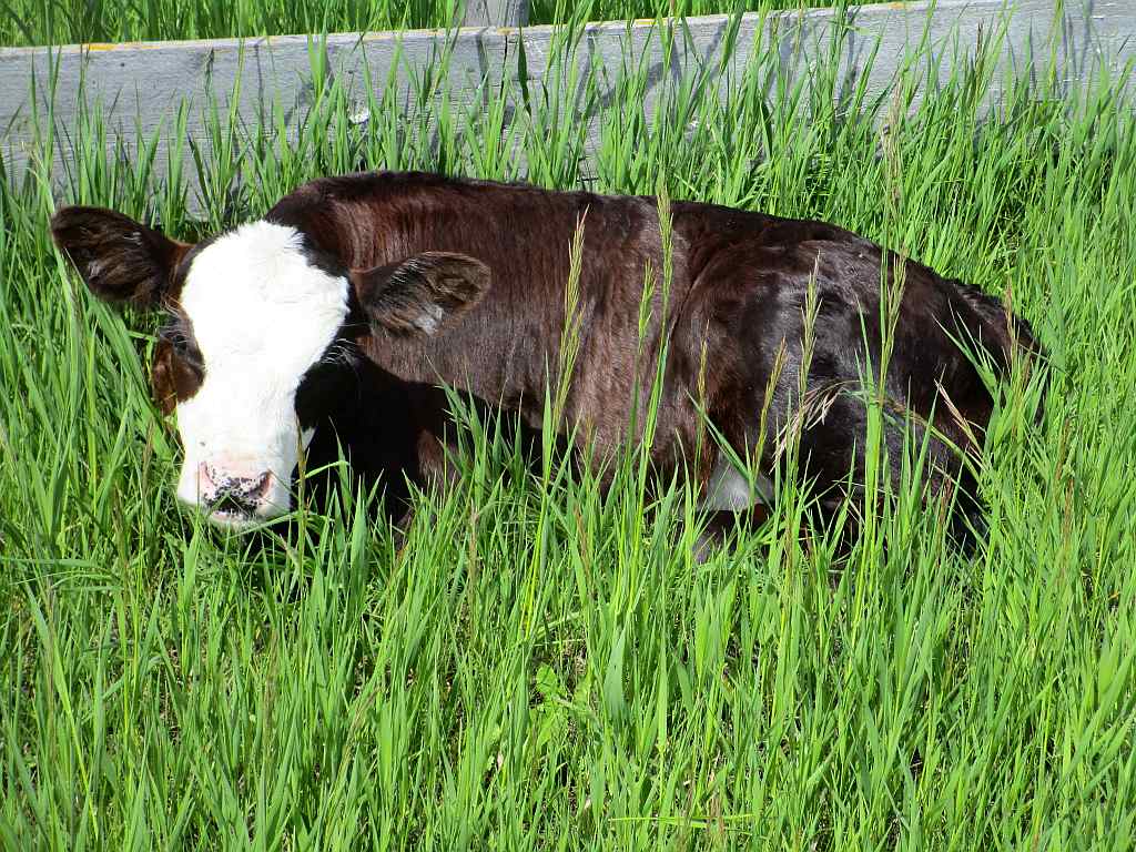 Life among the Tall Pines: Annual cattle in front yard