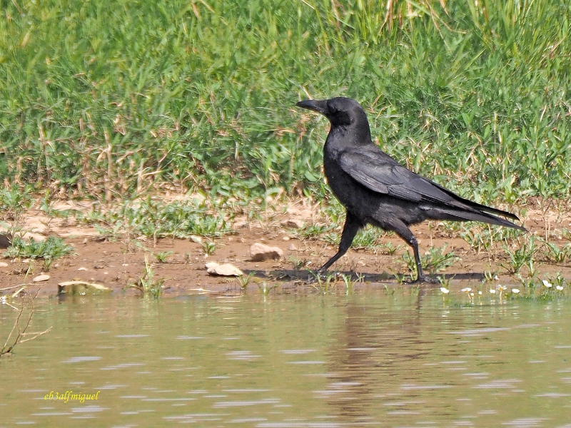 Miguel fotografia: Corneja común (Corvus corone)