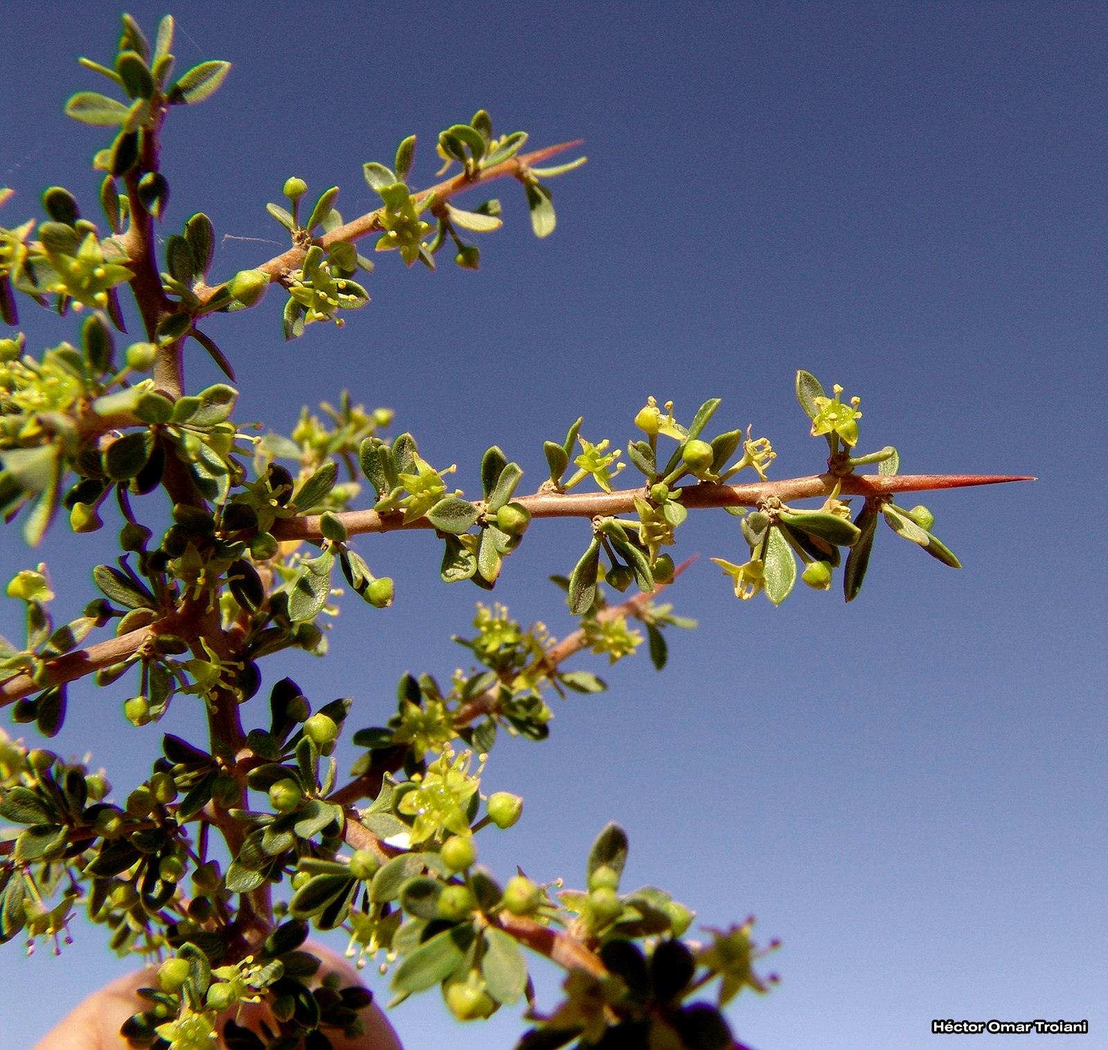 Flora Bonaerense: Piquillín (Condalia microphylla)