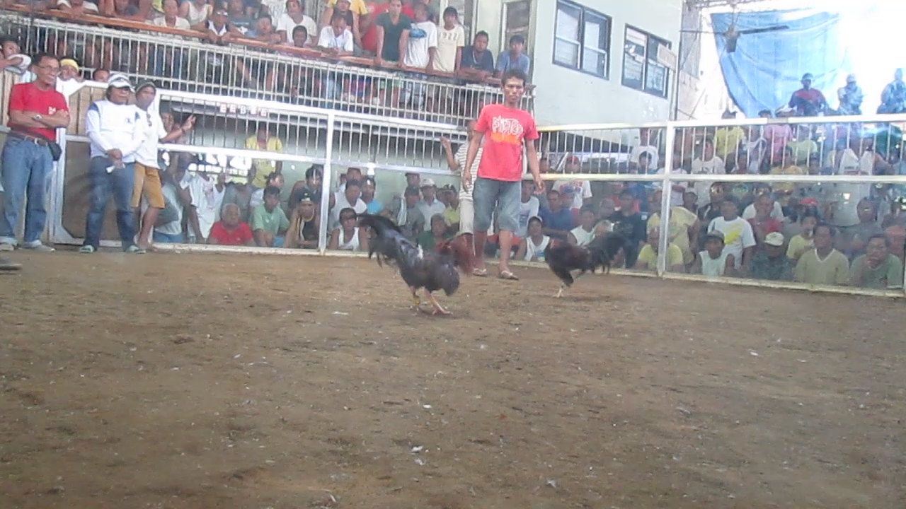 Sabong Pilipinas Fights - Tubigon Cockpit Arena, Bohol Fight # 5 ...