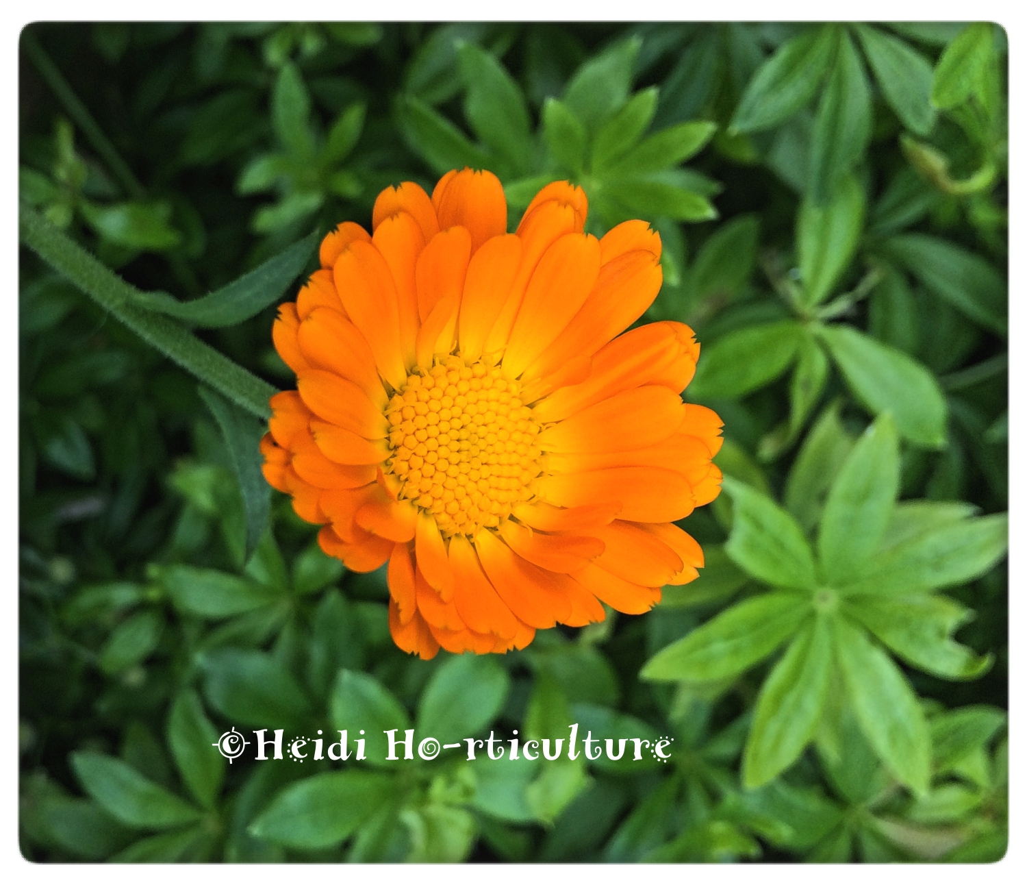 Heidi Horticulture: Calendula - Collecting Seeds and a Simple Trick To ...