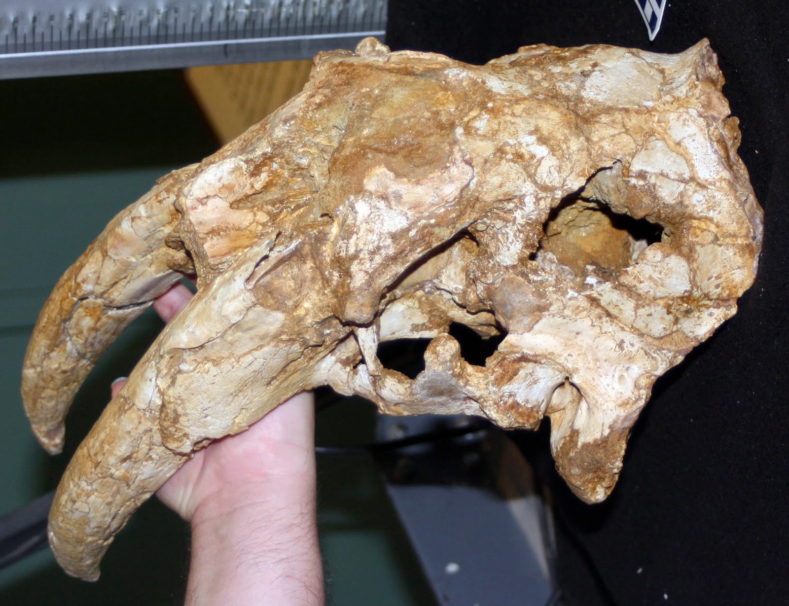 The Coastal Paleontologist: The evolutionary history of walruses, part ...