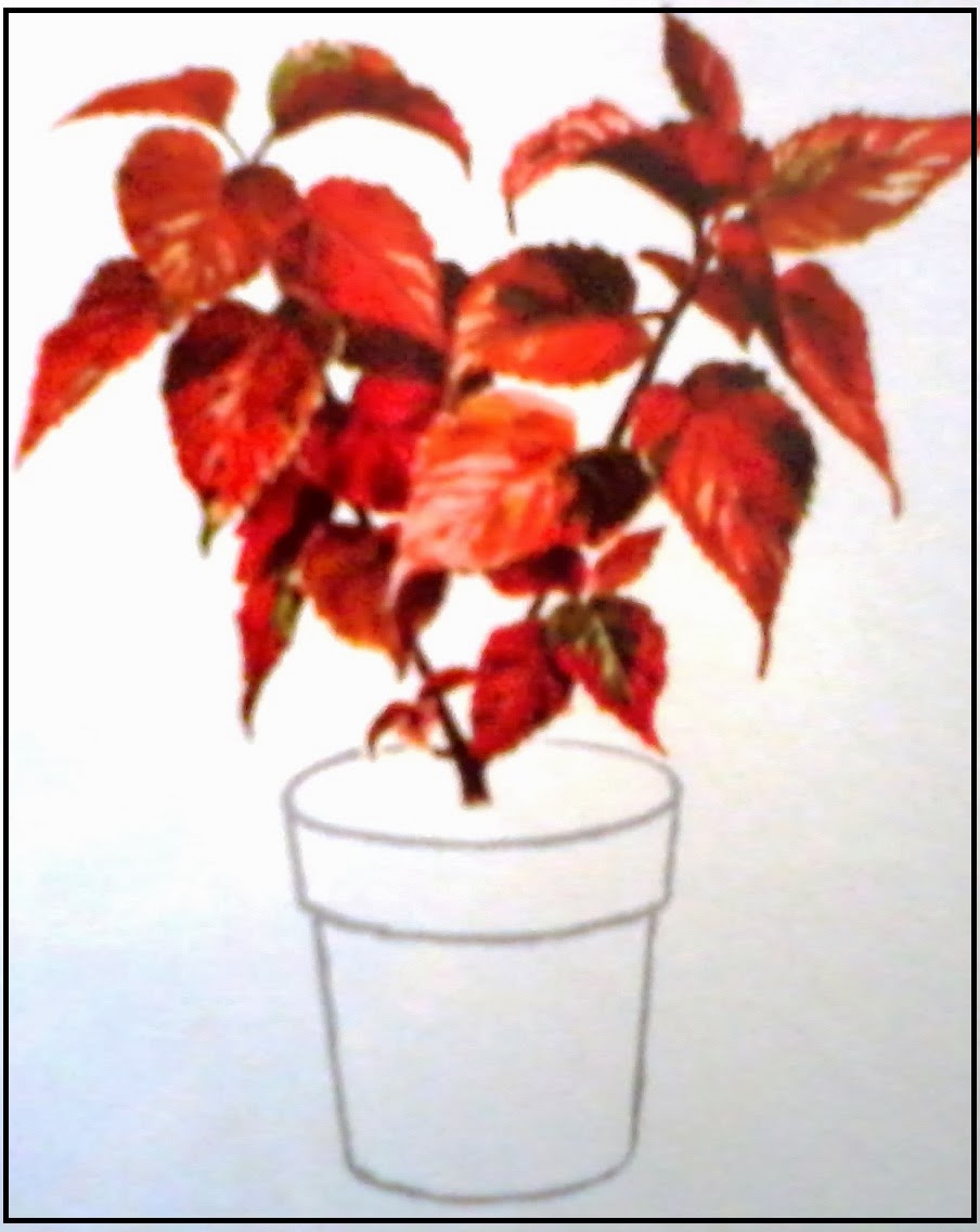 A godseffiana Acalypha wilkesiana - Plants and Leaves