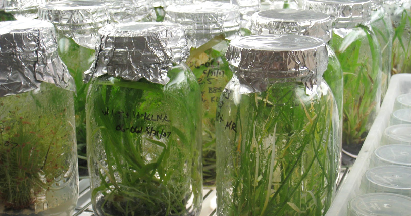 Macam-macam Bioteknologi Modern: Kultur Jaringan, Rekayasa Genetika ...