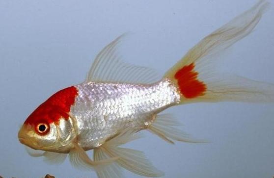 Marine Life: Tancho Single Tail Goldfish