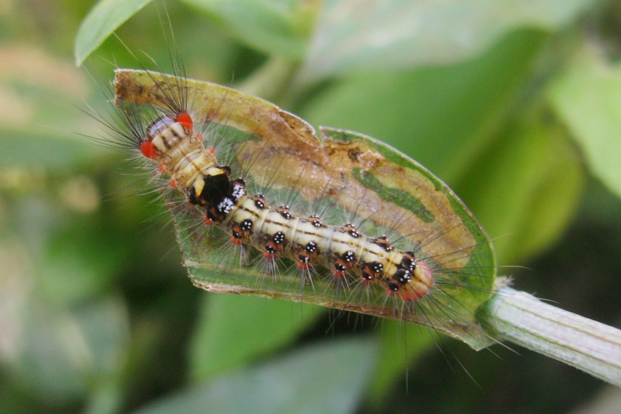 Sundul Langit: Ulat Bulu Warna Warni Yang Indah