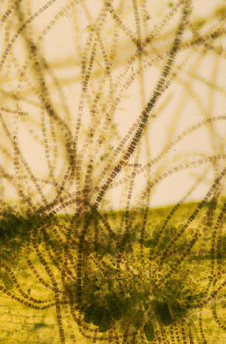 Variety of Life: Rhodophyceae