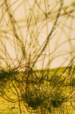 Variety of Life: Rhodophyceae