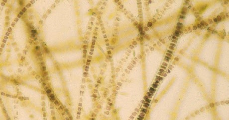 Variety of Life: Rhodophyceae