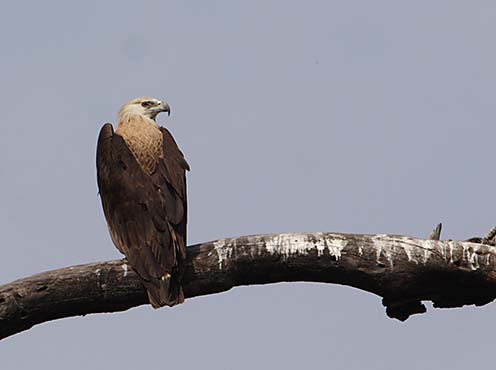 Spreebird wildlife: EAGLES OF PAKISTAN