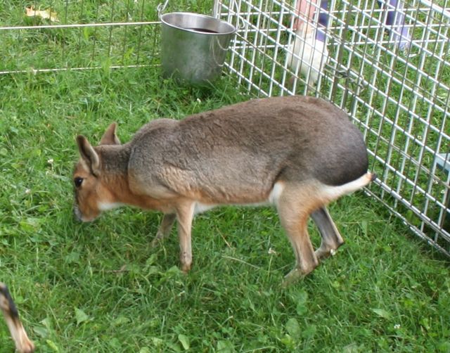 Reflections from Crumbly Acres: Lynwood Fun Fair: Capybara, Patagonian Mara