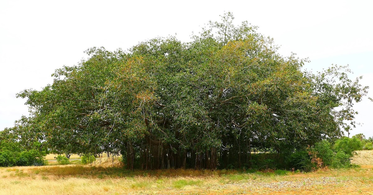 இயற்கையை உணர்வோம், இனிதாக வாழ்வோம்.: ஆலமரம்