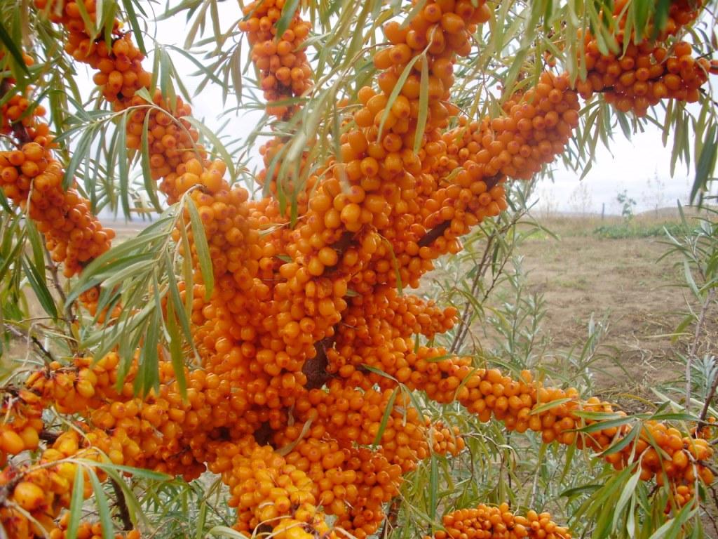 НОГООХОН БЛОГ: Хавар болоод мод тарих ажил эхэлж байна даа.