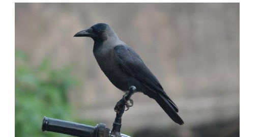 World Tourist Destinations: Kavala bird information in marathi