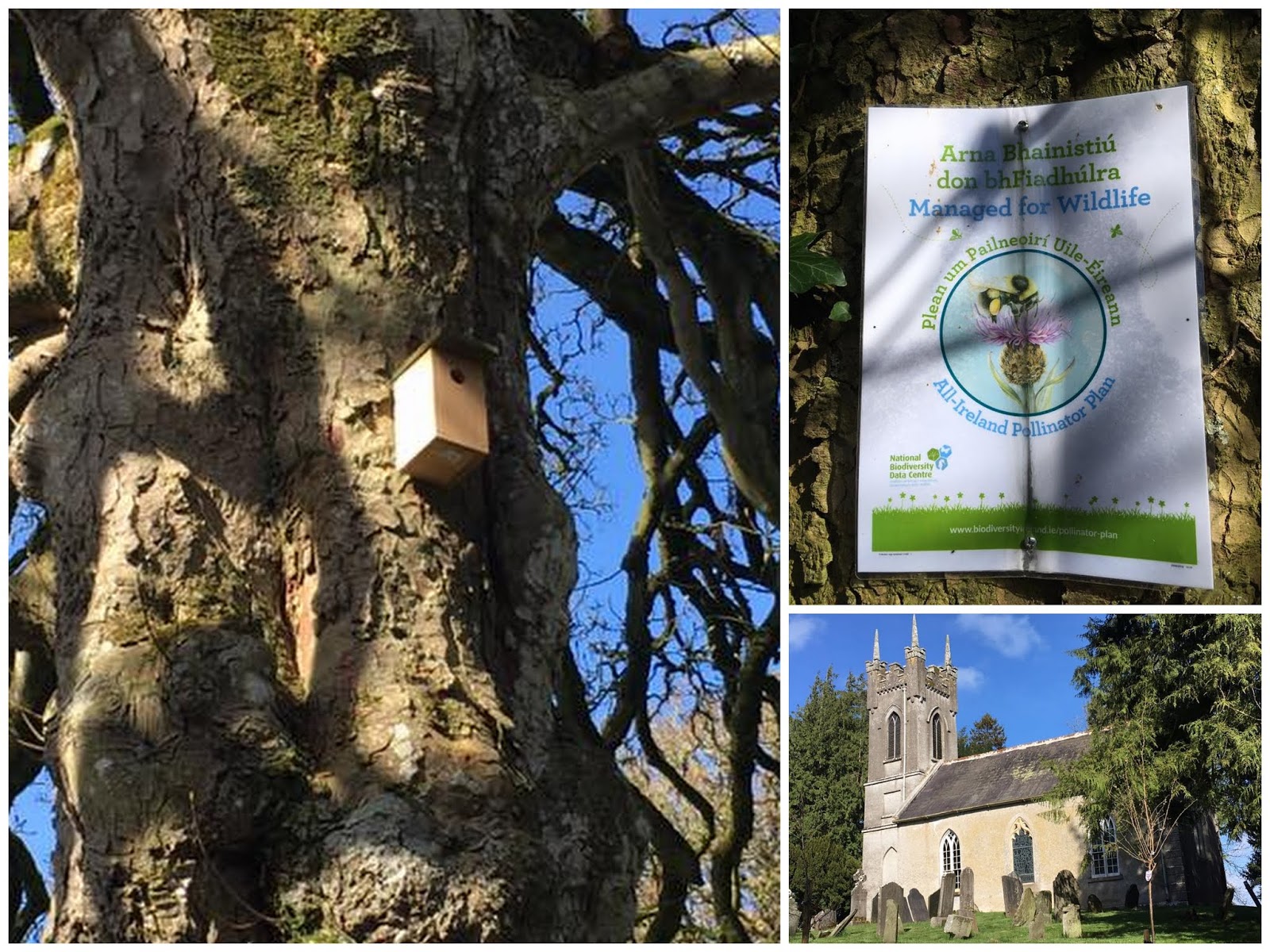 Kilcullen Diary: Bird and Nature Day in Grange Con