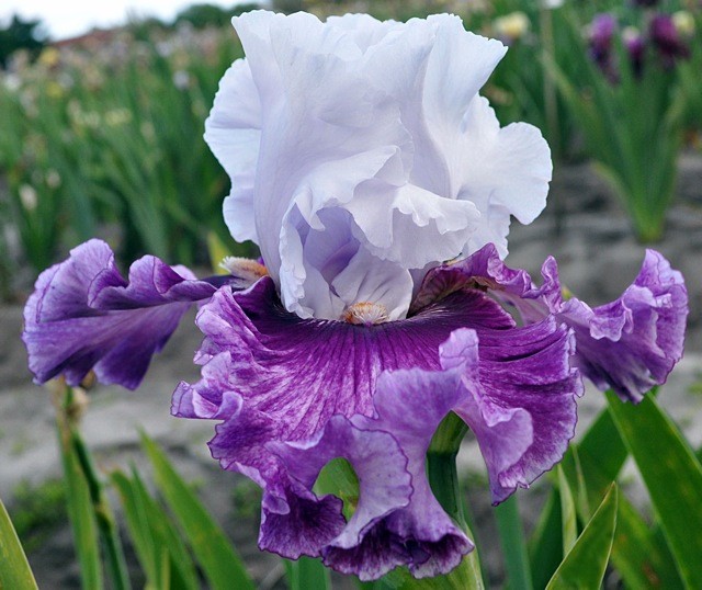 Barry Blyth's 2012 Introductions ~ HERITAGE IRISES