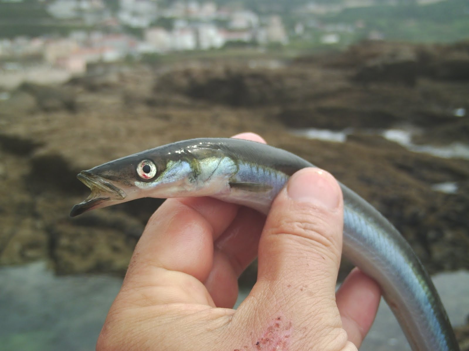 solorobalizas: Video: Lanzón-Bolo-Greater sandeel-Gran lacon