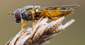 ORDEM DIPTERA ~ E N T O M O L O G I A E M F O C O