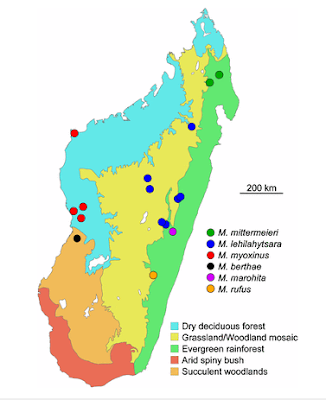 Let's Talk Primates: Lemur habitat was changing before humans even arrived