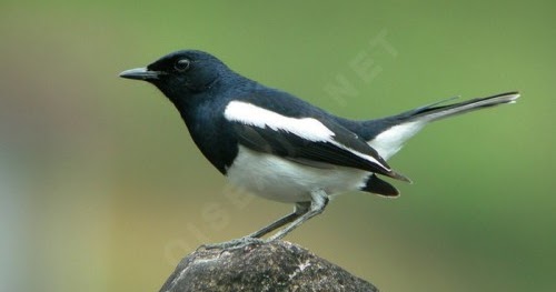 KACER | MAS KICAU INDONESIA