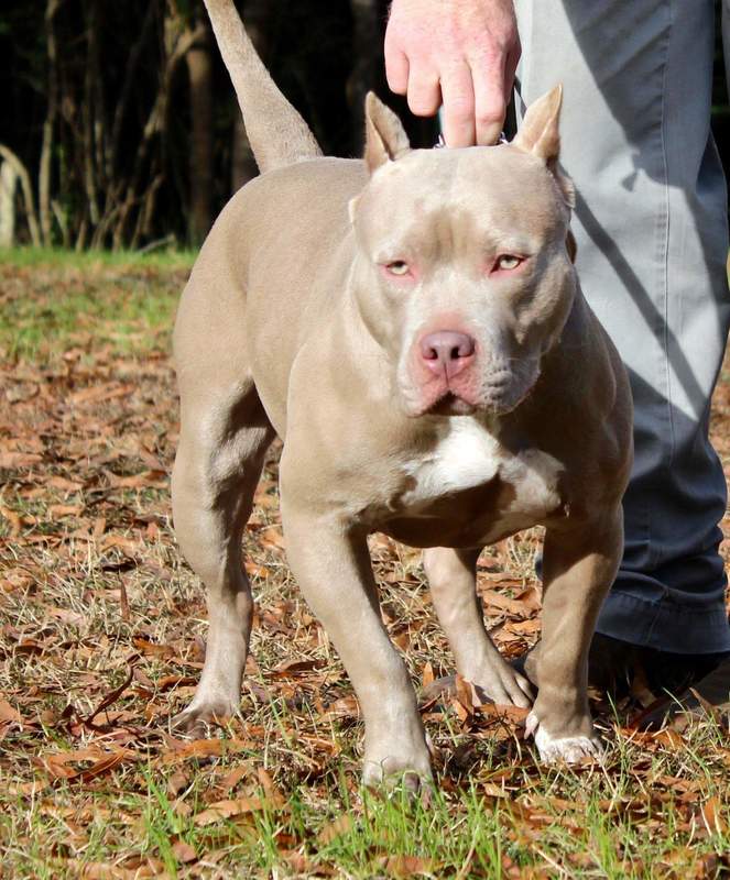 freePitbull: A.P.B.T. GATOR