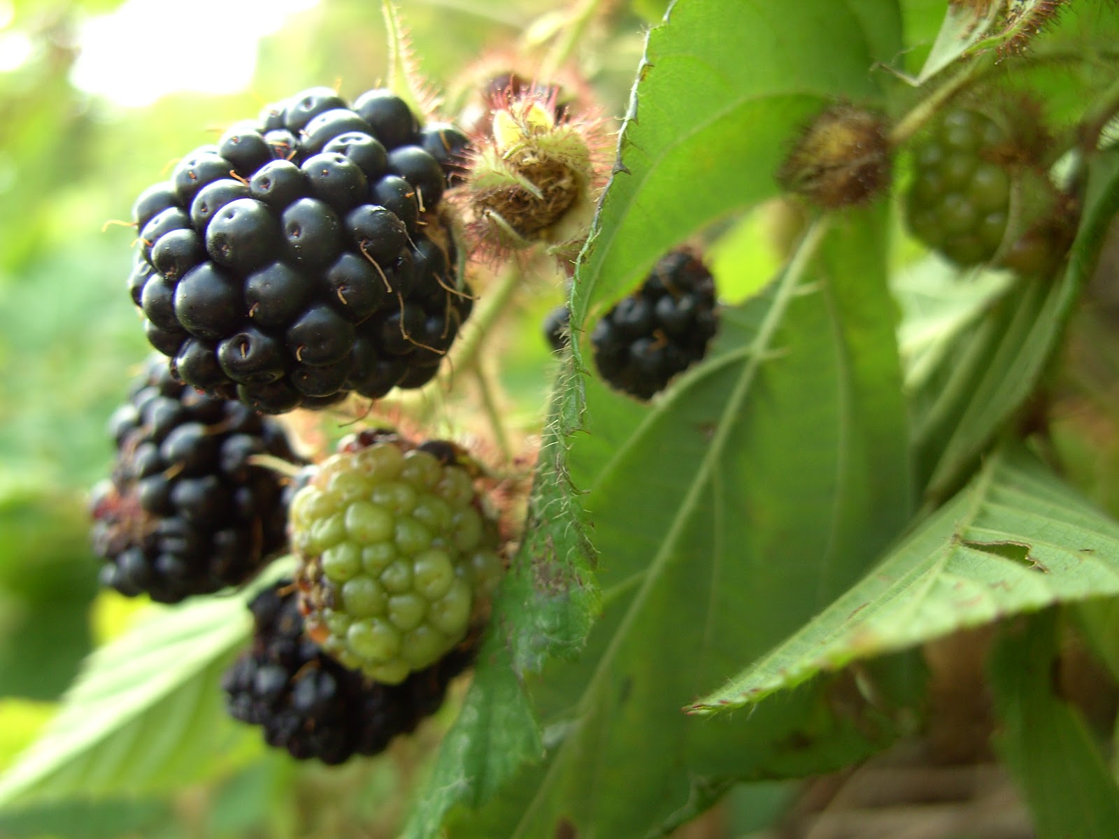 aroma de fructe deshidratate: Murele