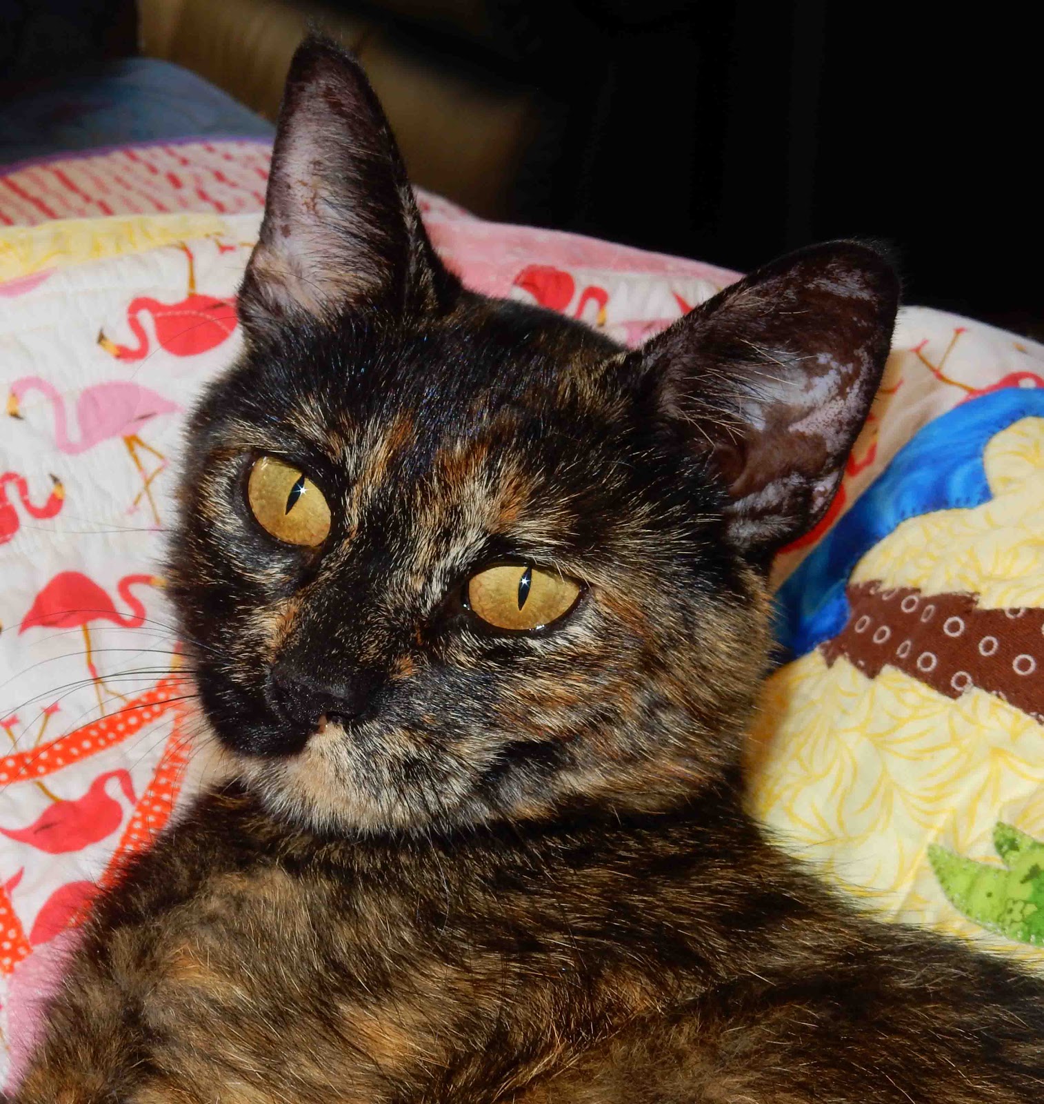 Cat Patches: A Day of Rest