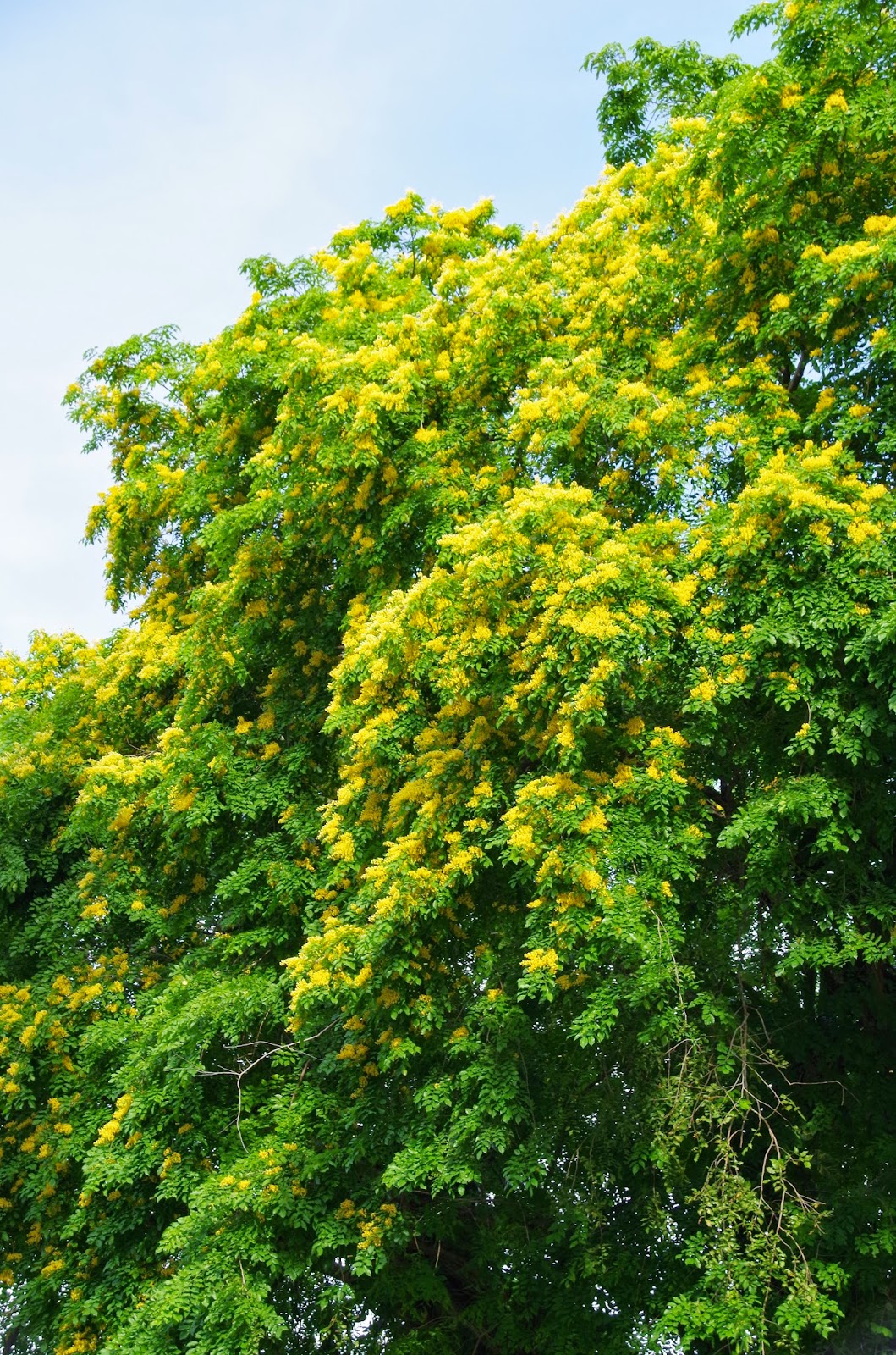 Trees and Plants: Angsana